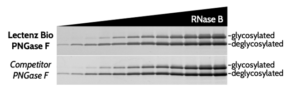 PNGase F Enzyme by Lectenz Bio: Efficient Deglycosylation – Lectenz Bio