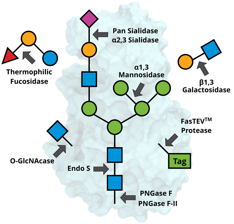 Explore Lectenz Bio's Suite of Glycan Processing Enzymes – Lectenz Bio